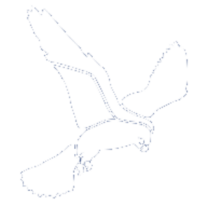 | Falconbrook Primary School